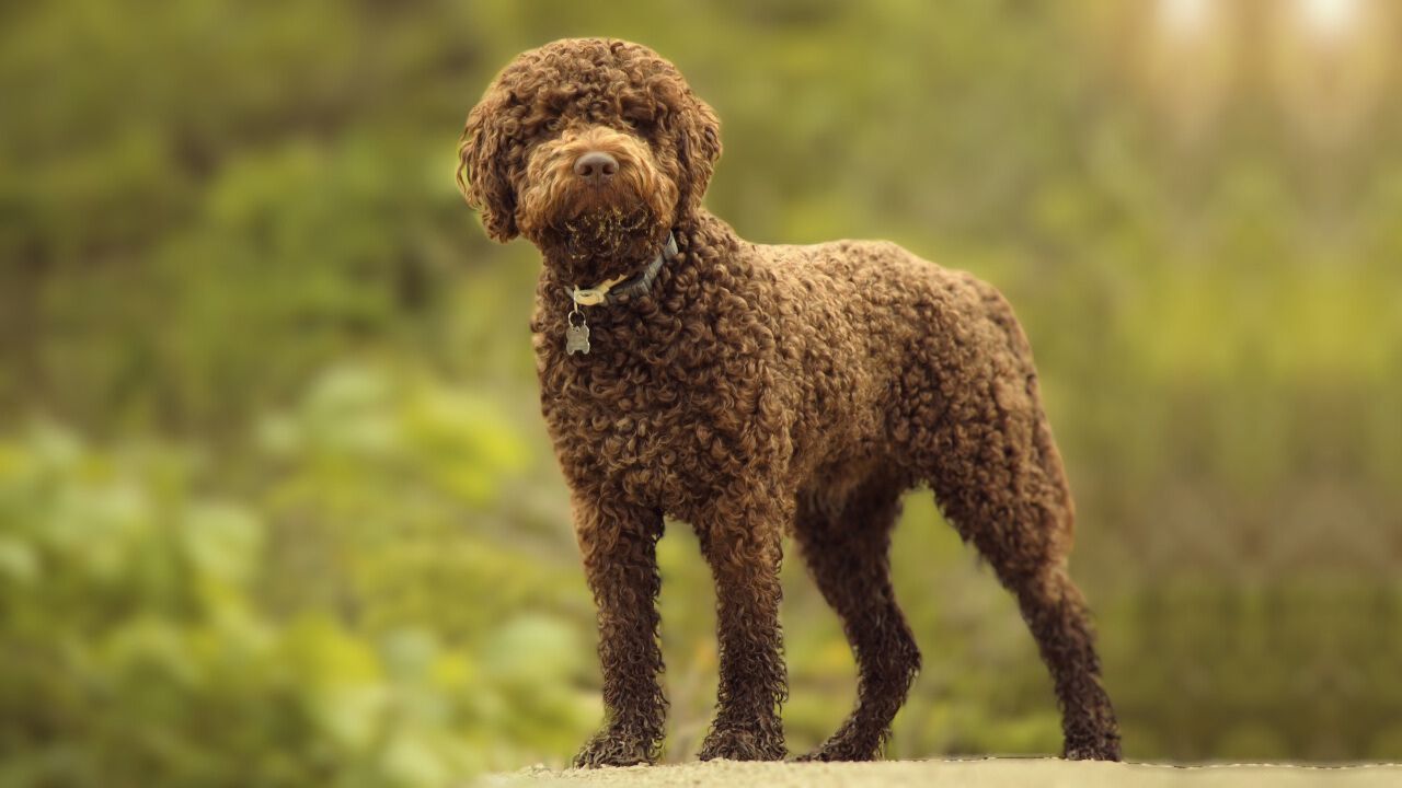 9 Most Rare Dog Breeds You Might Not Know Exist