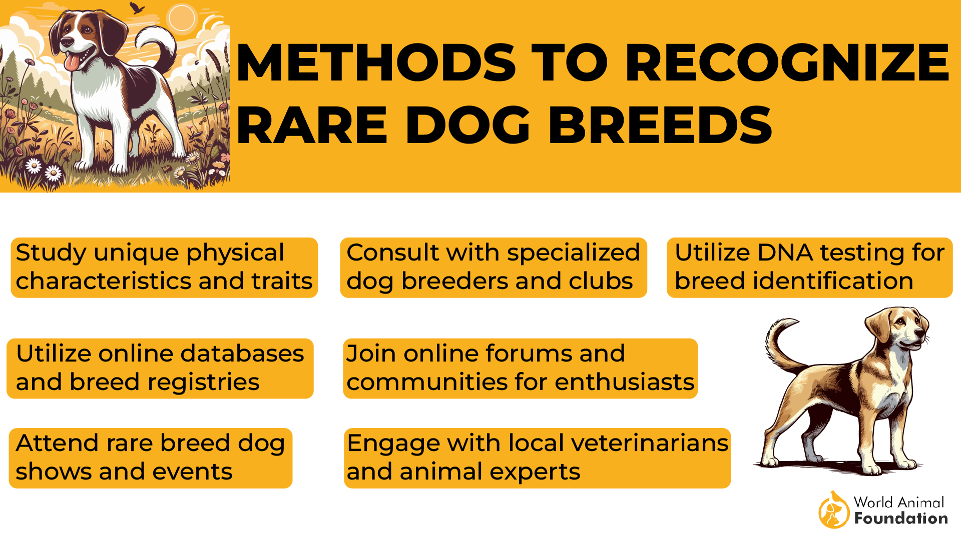 9 Most Rare Dog Breeds You Might Not Know Exist - TOP DOG SITE