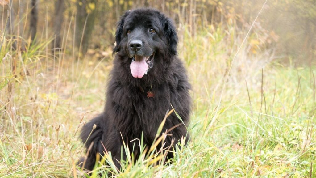 10 Dog Breeds That Are Most Friendly To Strangers - Ethawi.com