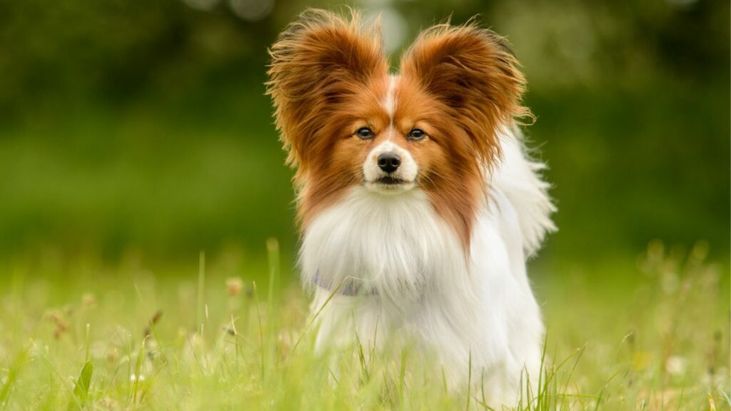9 Most Timid Dog Breeds For A Peaceful Household - Avesei.com