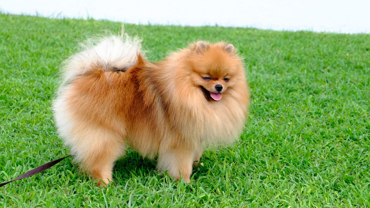 7 Best Guard Dog Breeds For Elderly Owners - Tededer.com