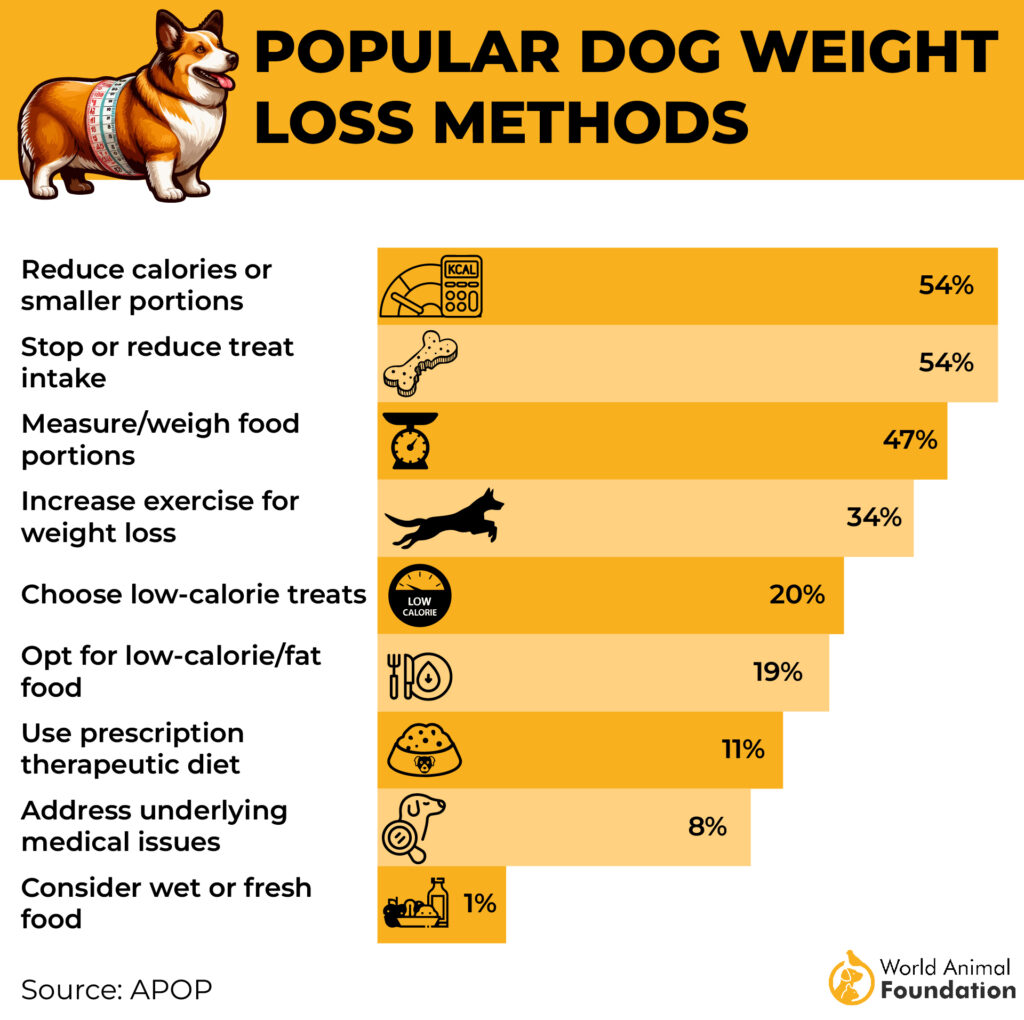 7 Fattest Dog Breeds That Tend To Be Heavy - Tededer.com