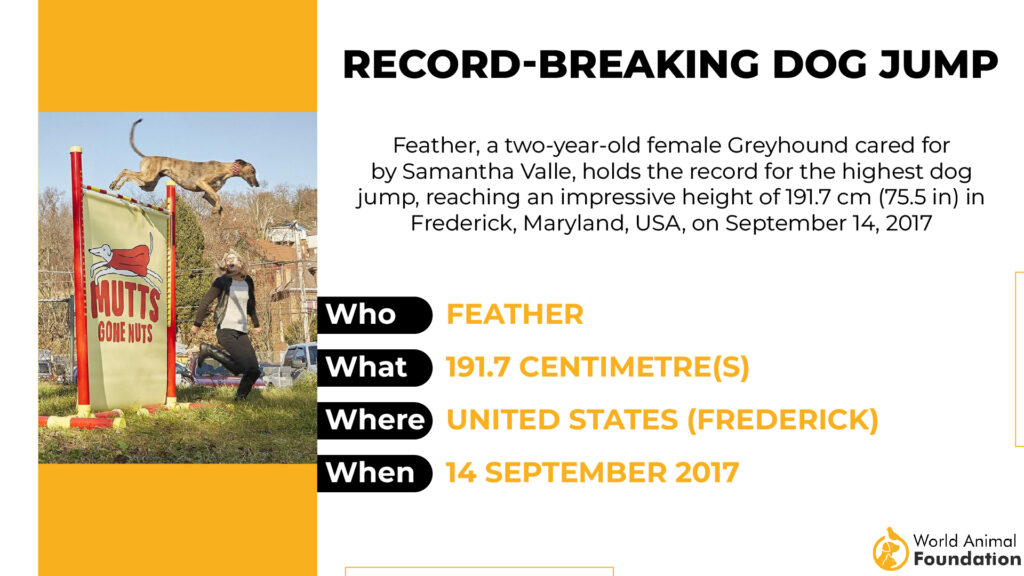 10 Dog Breeds With The Most Impressive Jumping Abilities - Ethawi.com