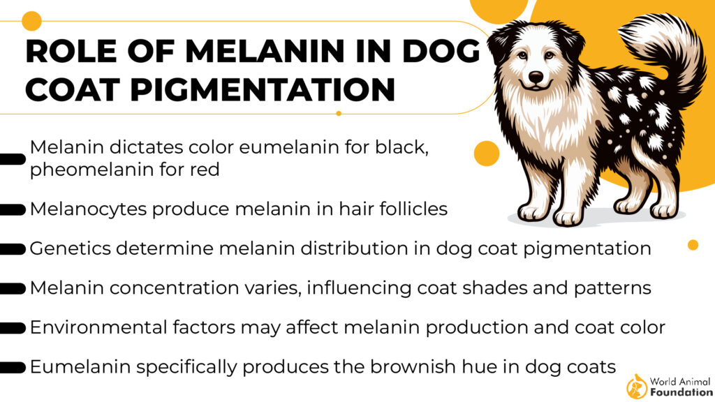 7 Dog Breeds With Chocolate Coats To Fall In Love With - Ethawi.com