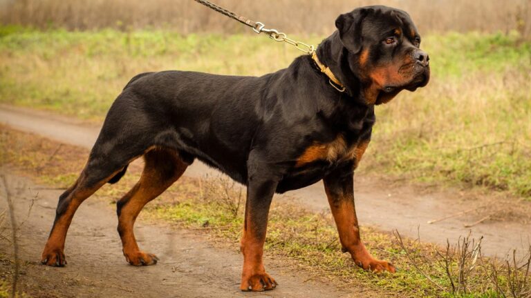 9 Best Guard Dog Breeds For Night Security To Keep Your Property Safe ...