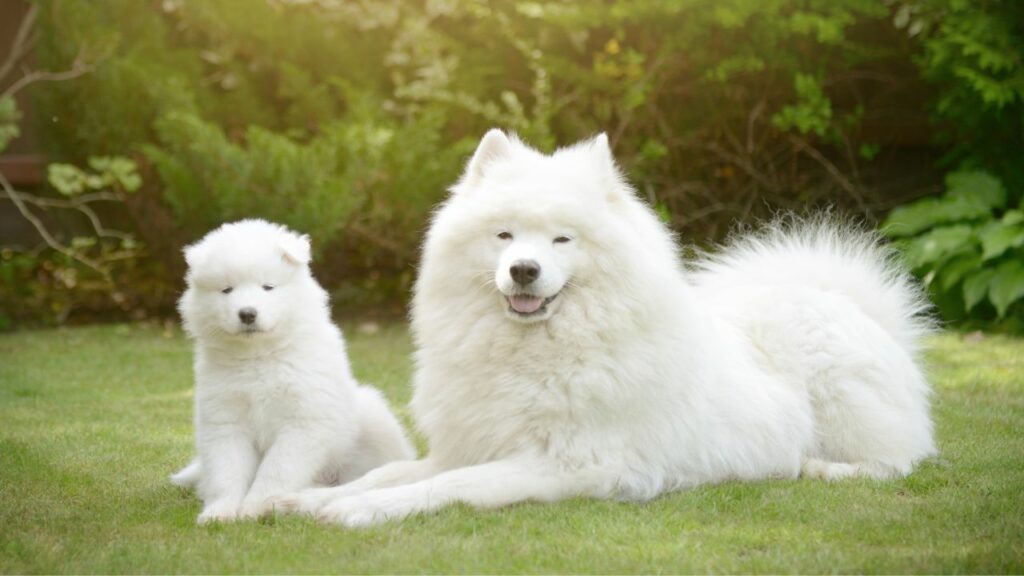 9 Most Expensive Dog Breeds In The World - Ethawi.com