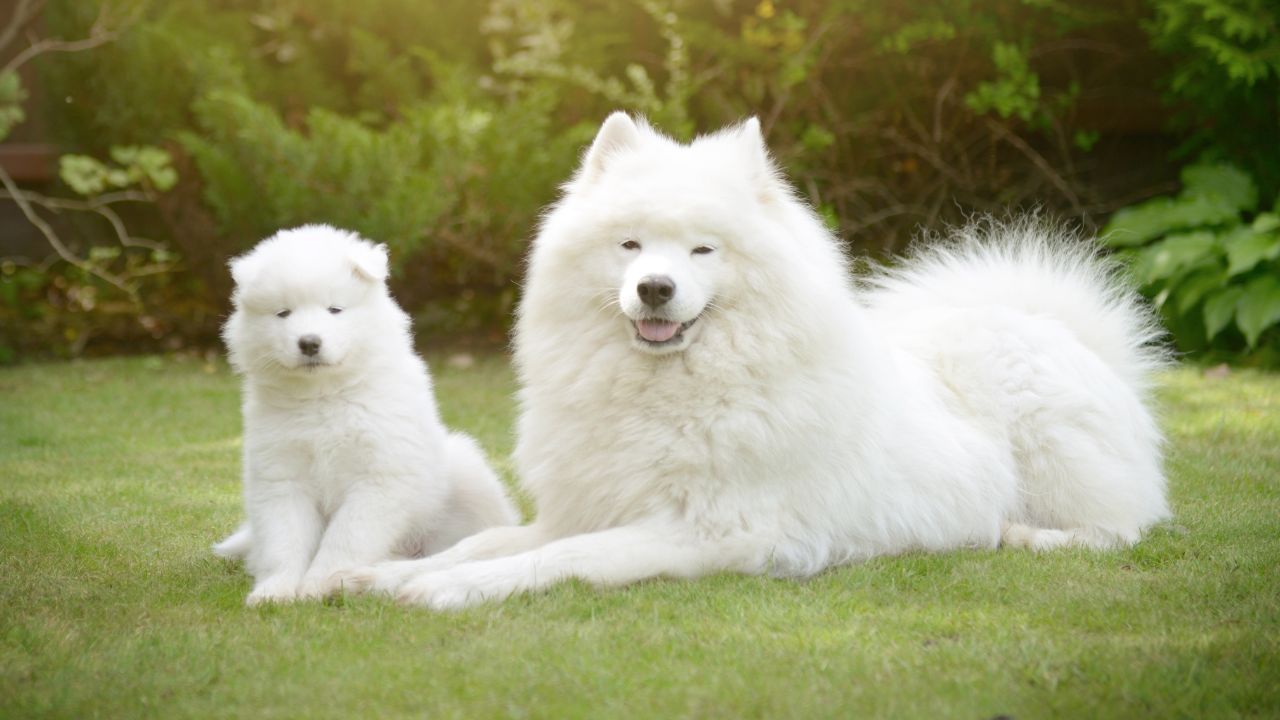 10 Dog Breeds That Look Like Foxes - Ethawi.com