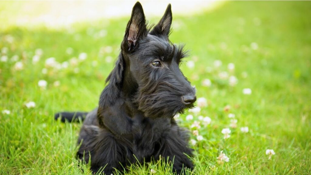 7 Best Dog Breeds For Baby Boomers - Ethawi.com