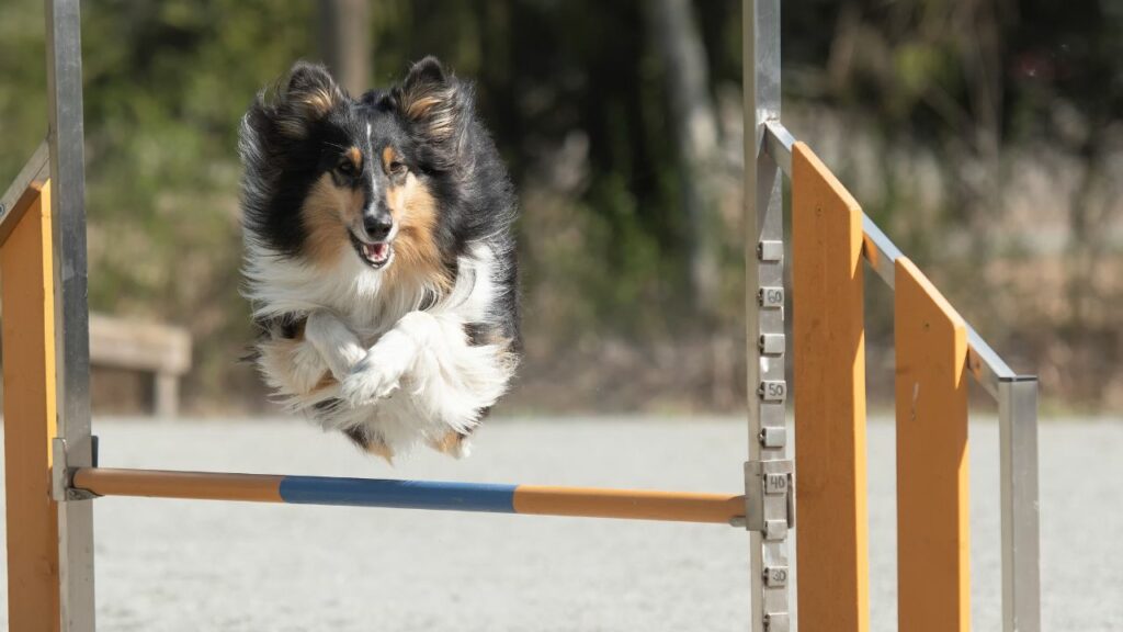 10 Dog Breeds With The Most Impressive Jumping Abilities - Ethawi.com