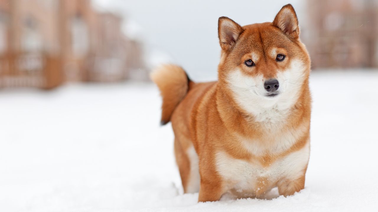 10 Dog Breeds That Look Like Foxes - Ethawi.com