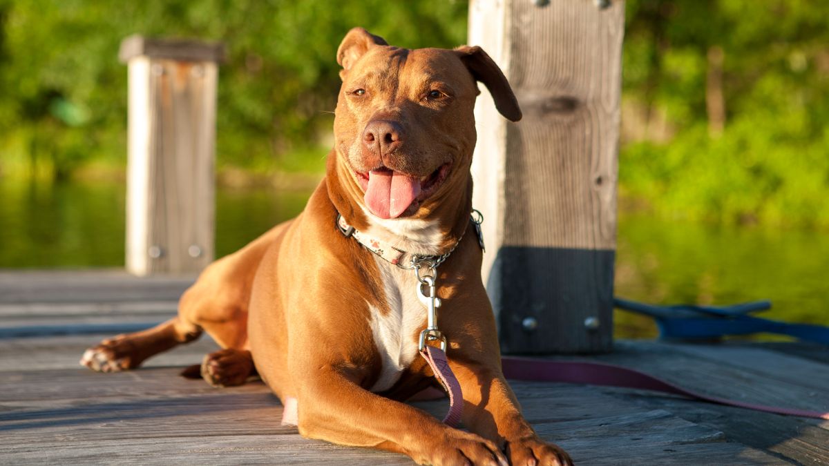 7 Most Smartest Large Guard Dog Breeds For Your Home - Ethawi.com