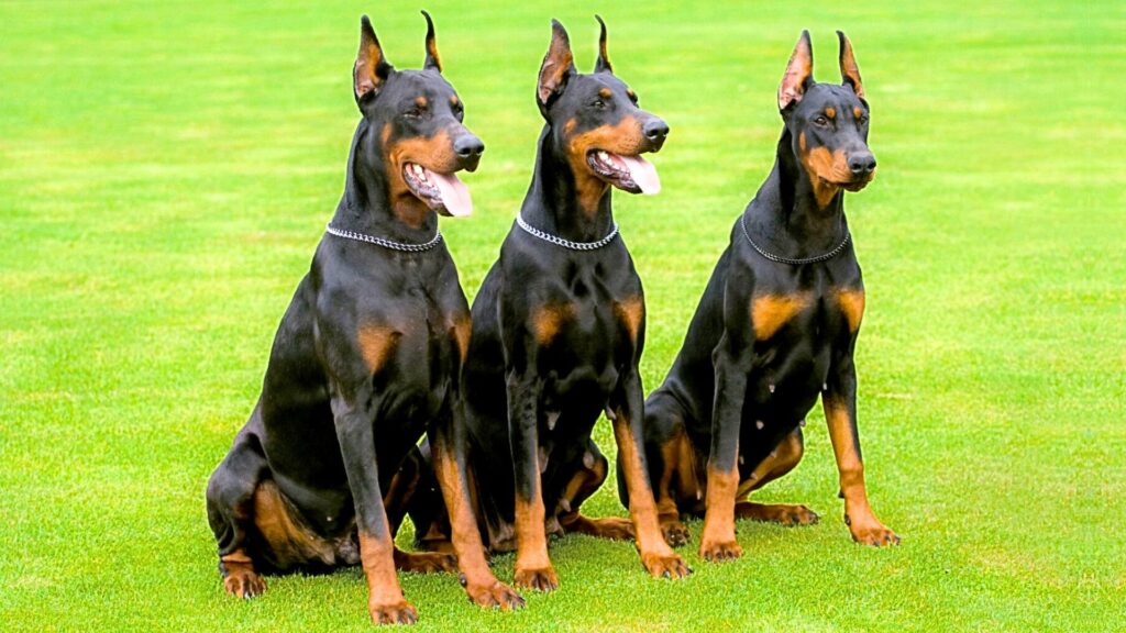 Dog Breeds - WAF