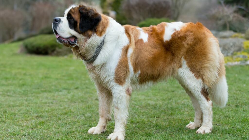 9 Most Muscular Guard Dog Breeds You Can Rely On - Avesei.com