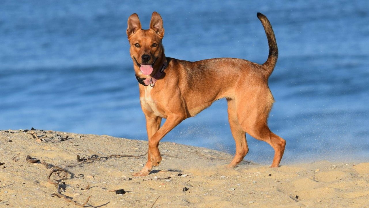 9 Most Rare Dog Breeds You Might Not Know Exist