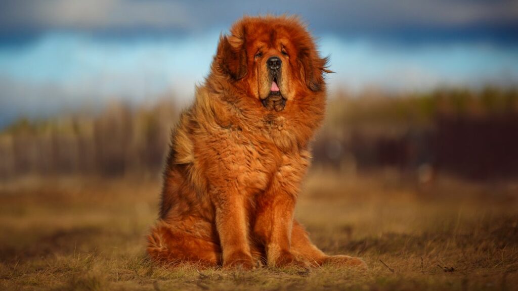 9 Most Strongest Guard Dog Breeds In The World - Tededer.com