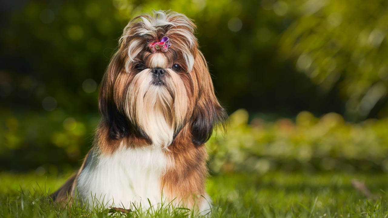 7 Best Dog Breeds For Nurses With Hectic Schedules - Ethawi.com