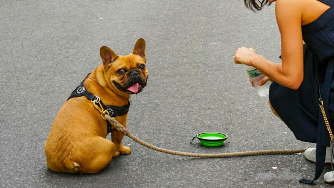 7 Best Dog Breeds For Nurses With Hectic Schedules - Ethawi.com