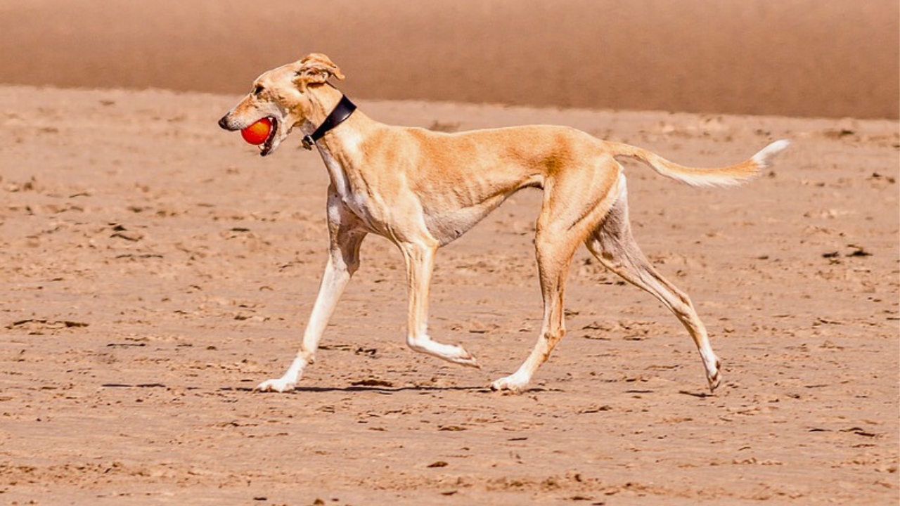 7 Best Dog Breeds For Desert Climate - Ethawi.com
