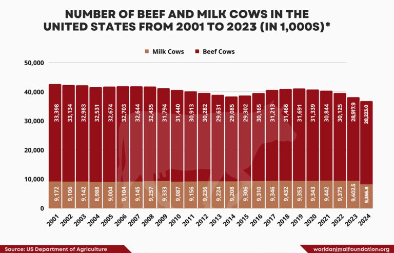 How Many Cows Are In The US? Explore The Numbers And Trends