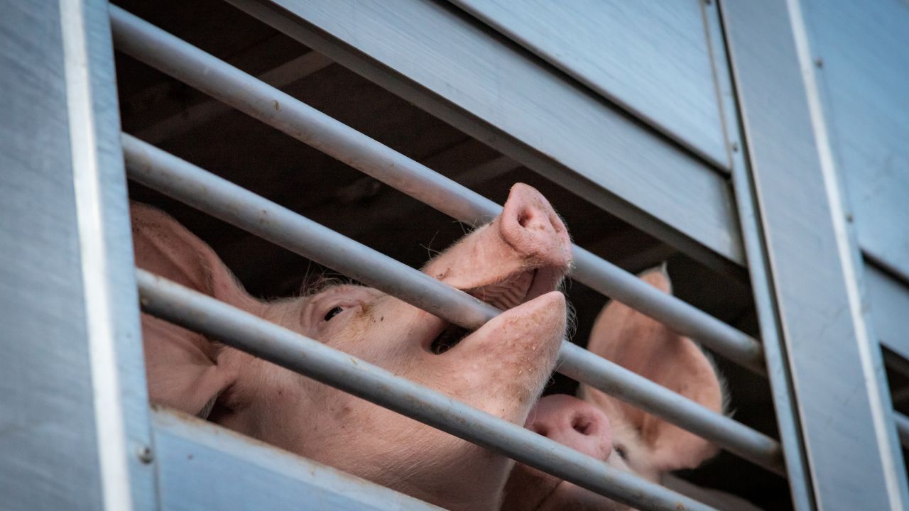 Animal Cruelty Statistics & Animal Abuse Facts 2025