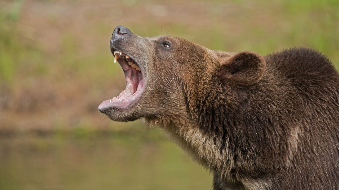 Bear Attacks Statistics 2025 – Global Injuries & Fatalities