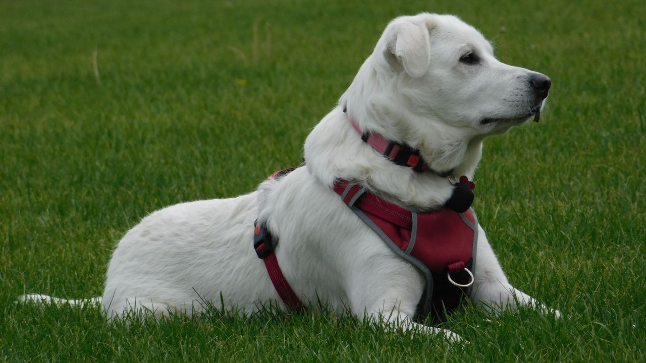 9 Best Guard Dog Breeds For Farms In The United States - Avesei.com