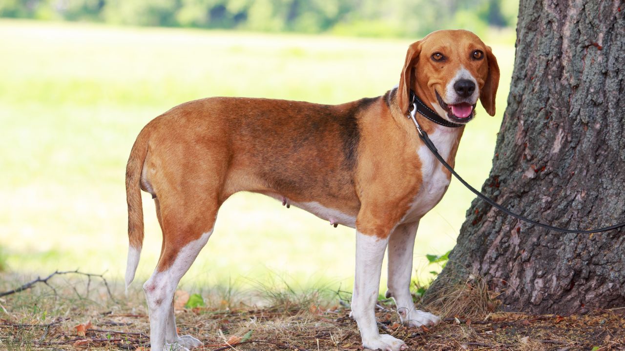 7 American Farm Dog Breeds That Excel In Rural Environments - Avesei.com