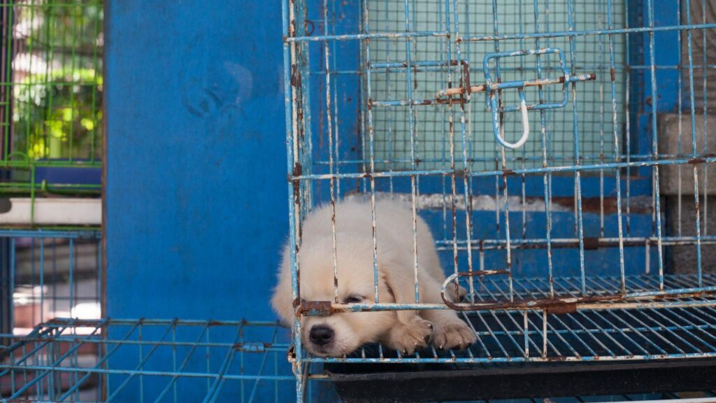 Animal Cruelty Statistics & Animal Abuse Facts 2025