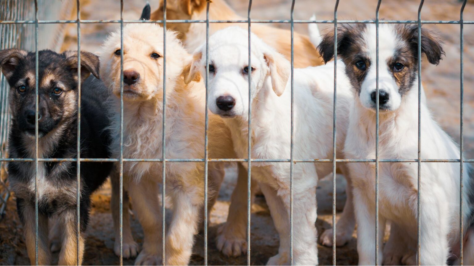 Pet Adoption Statistics & Facts To Know In 2024