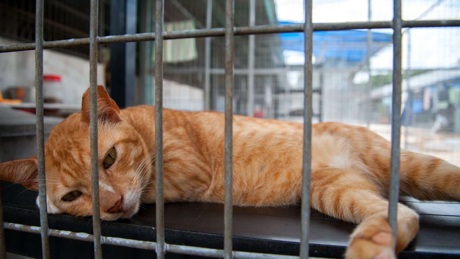 Pet Adoption Statistics & Facts To Know In 2024