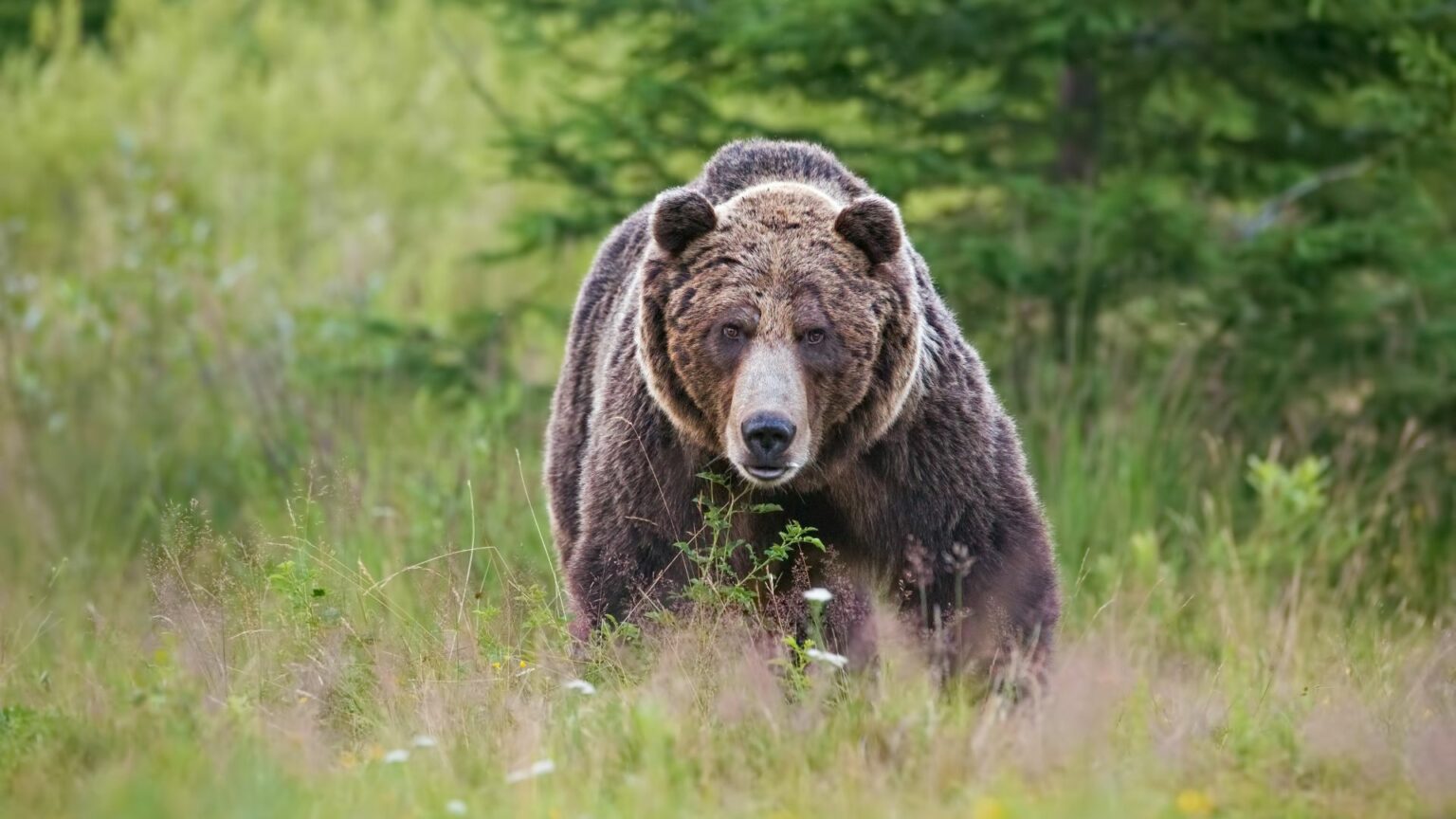 Bear Attacks Statistics 2025 – Global Injuries & Fatalities