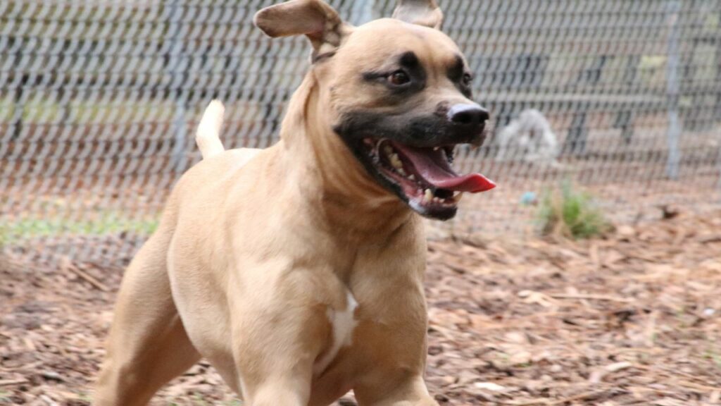 9 Best Guard Dog Breeds For Farms In The United States - Avesei.com