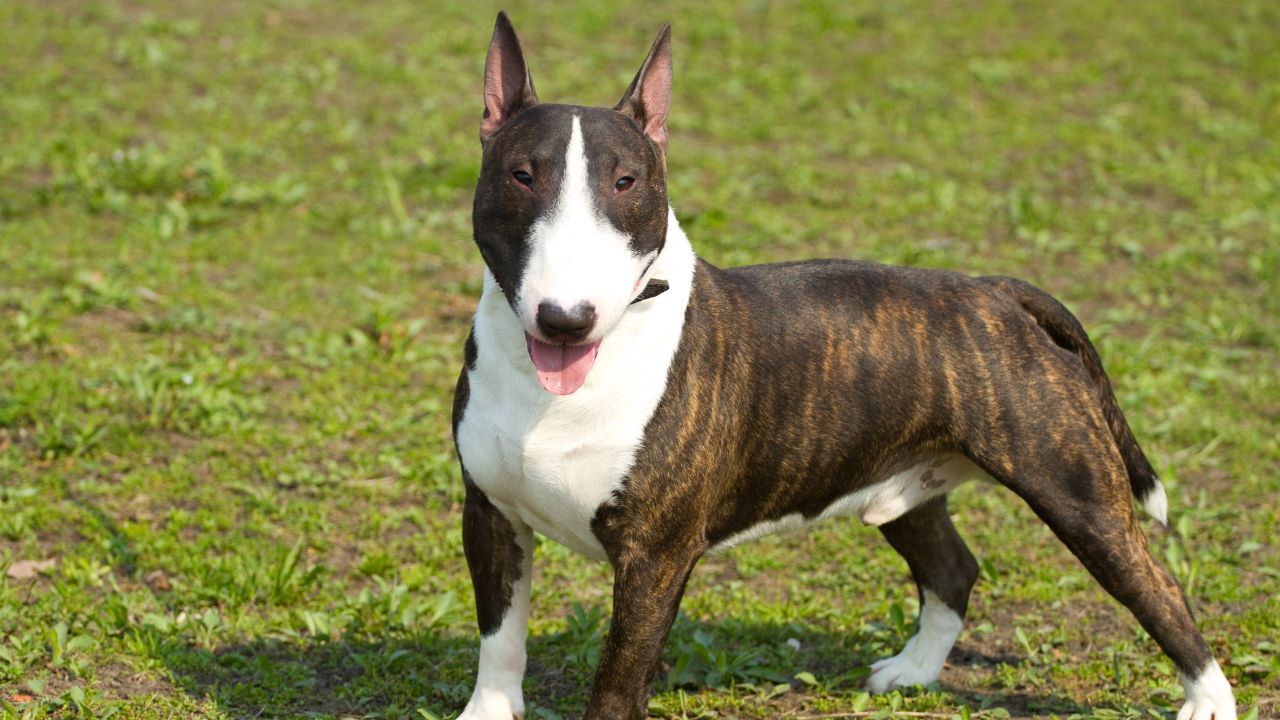 10 Types Of Terrier Dogs You Should Know - Inhenocha.com