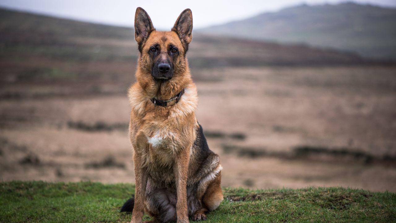 Pros And Cons Of A German Shepherd Dog - Avesei.com
