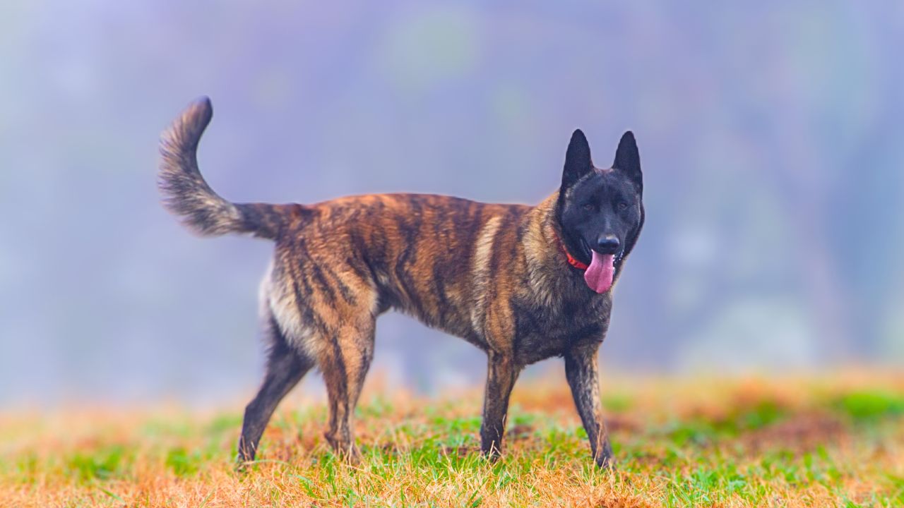 9 Most Wanted Guard Dog Breeds In The World - Avesei.com