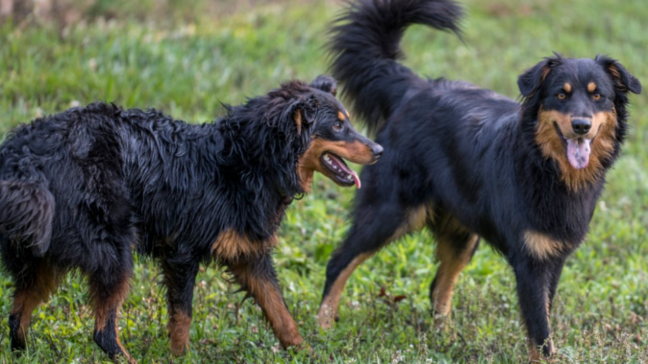7 American Farm Dog Breeds That Excel In Rural Environments - Avesei.com