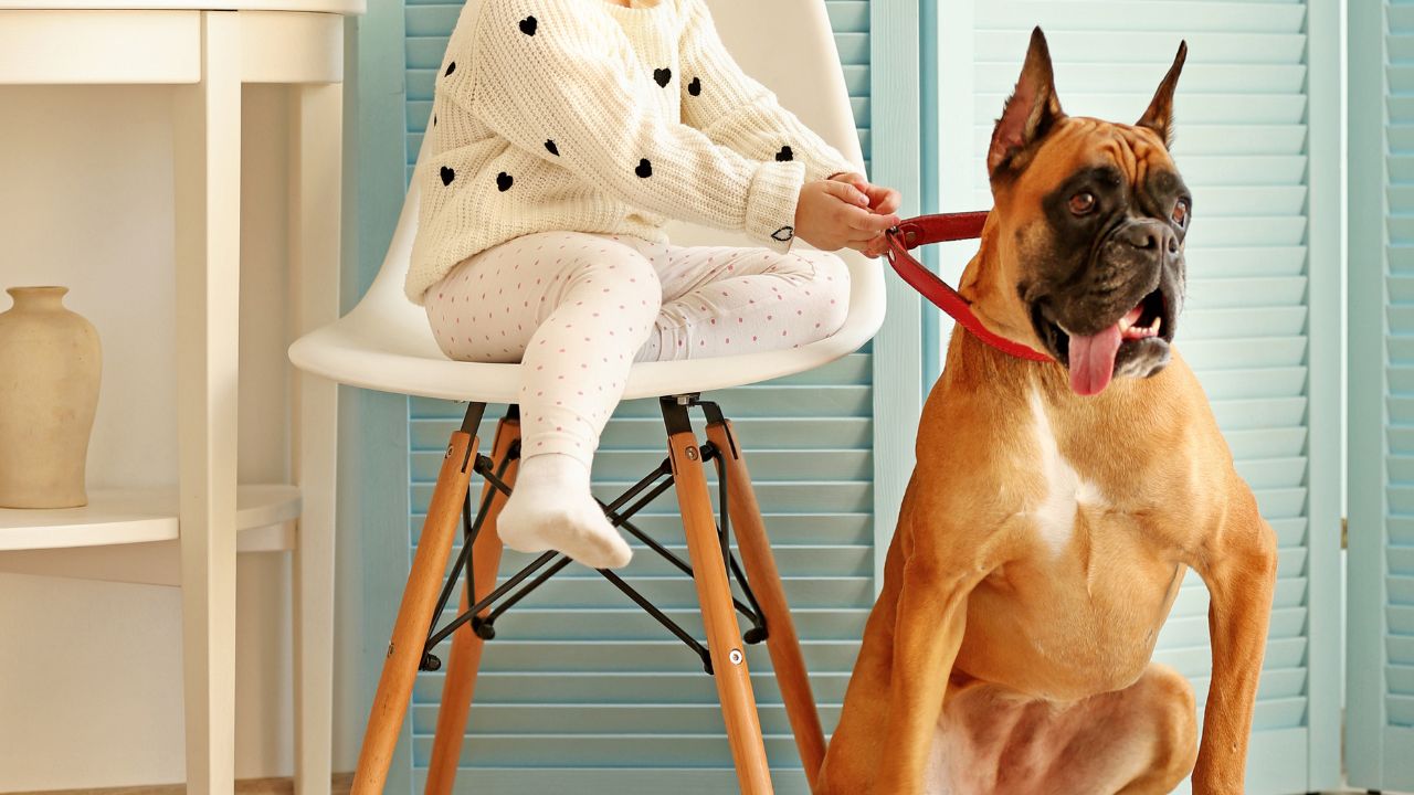 7 Types Of Guard Dogs To Protect Your Home And Family - Avesei.com