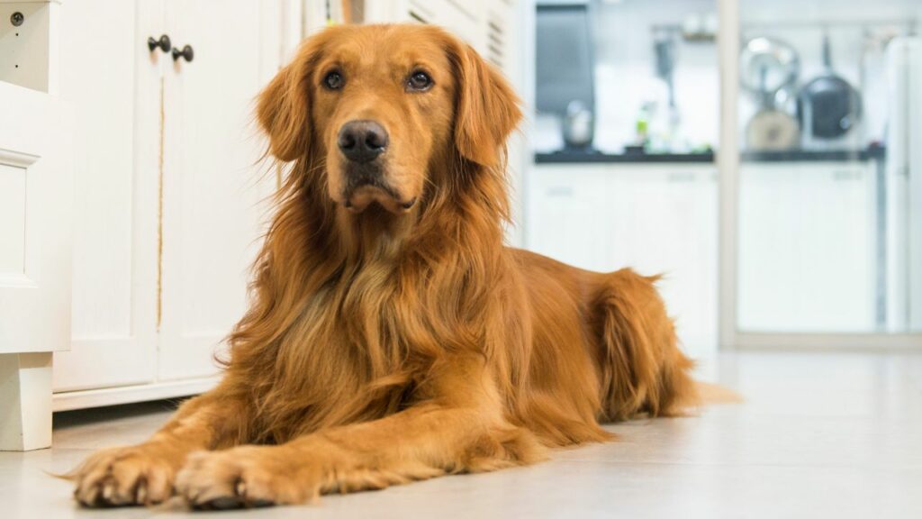 7 Most Popular Dog Breeds In Tennessee In 2024 - Tededer.com