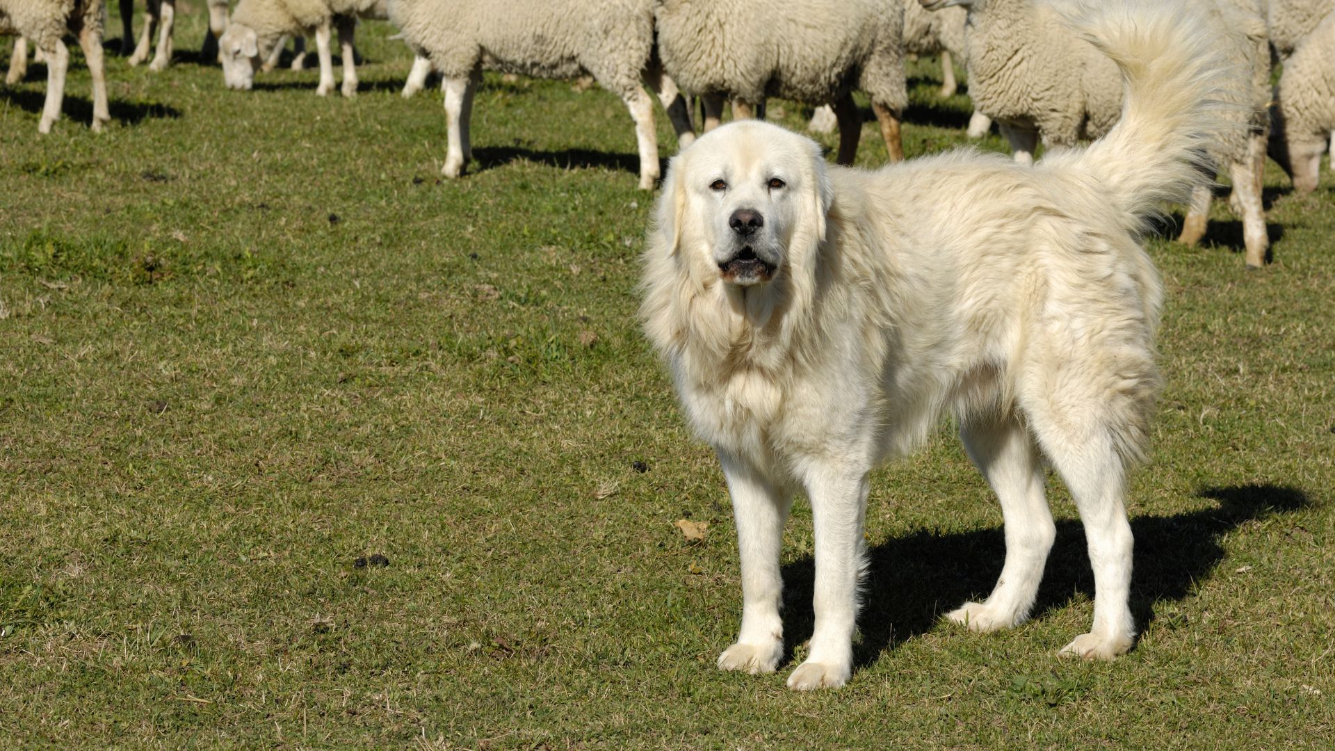 9 Best Guard Dog Breeds For Farms In The United States - Avesei.com