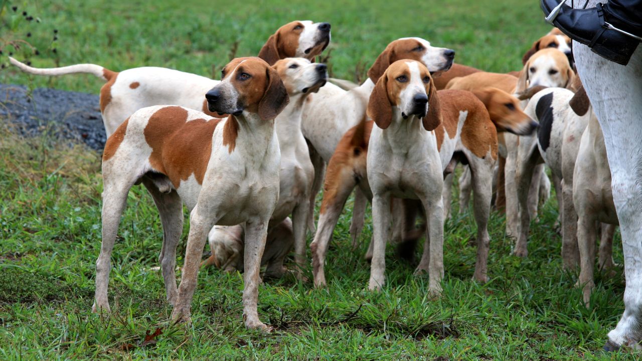 7 Types Of Hunting Dog Breeds To Join You In The Field - Tededer.com