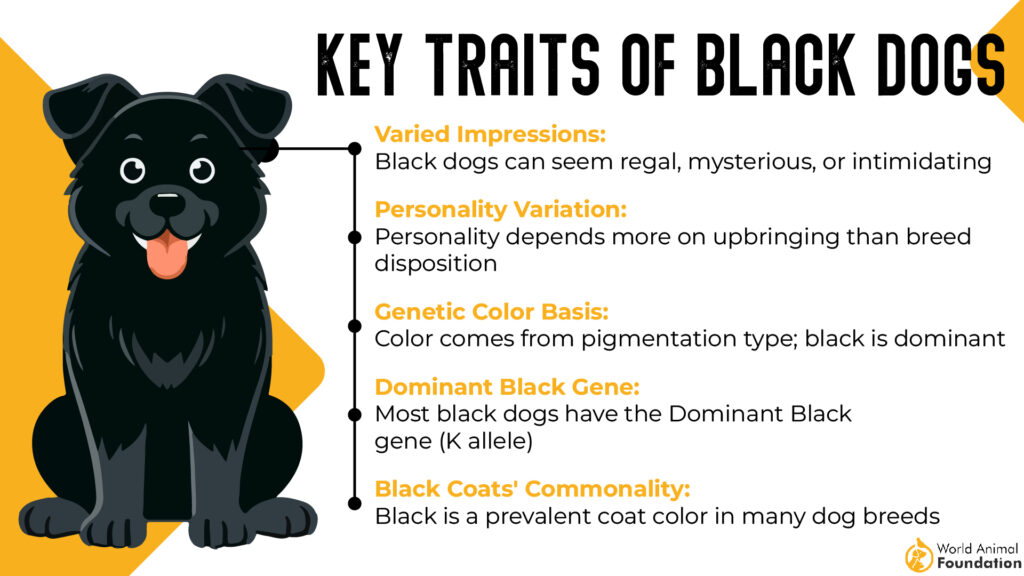 9 Most Intelligent Black Dog Breeds - Tededer.com
