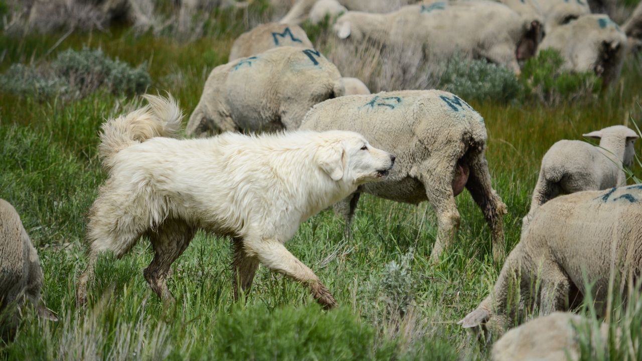 7 Types Of Guard Dogs To Protect Your Home And Family - Avesei.com