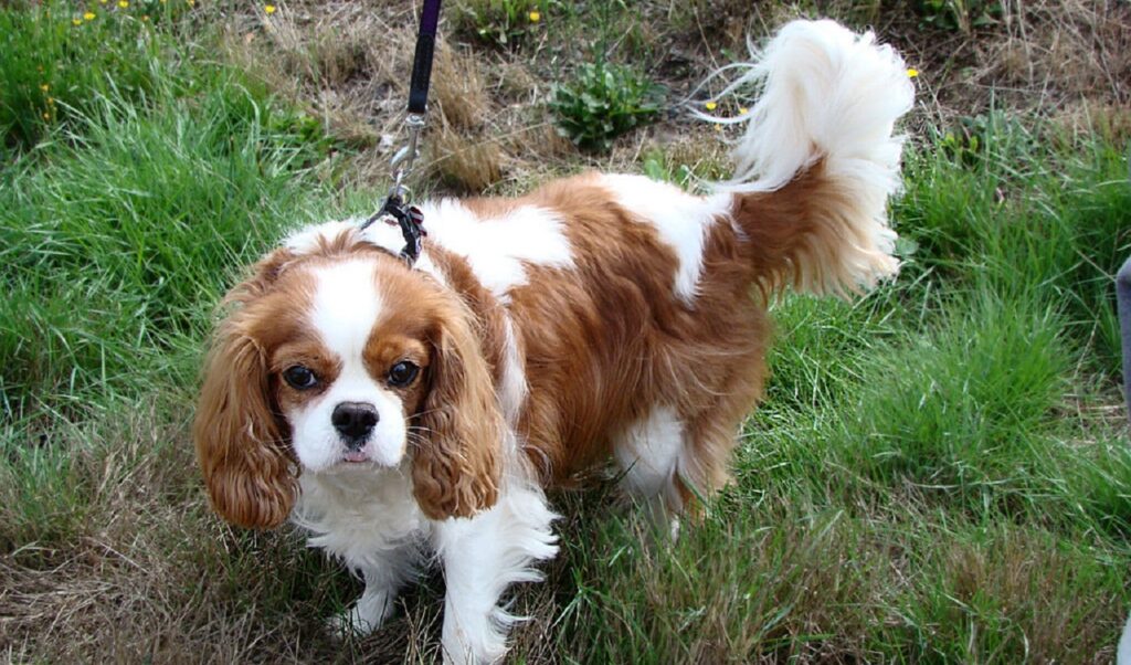 10 Quiet Dog Breeds For Apartment Dwellers - Ethawi.com