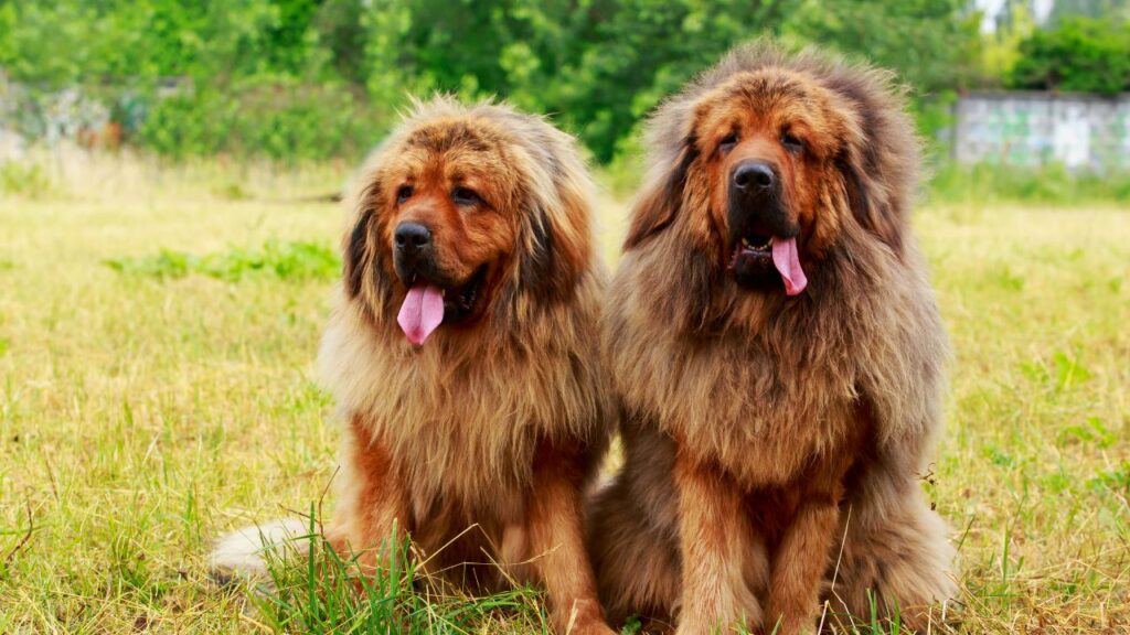 9 Best Guard Dog Breeds For Farms In The United States - Avesei.com