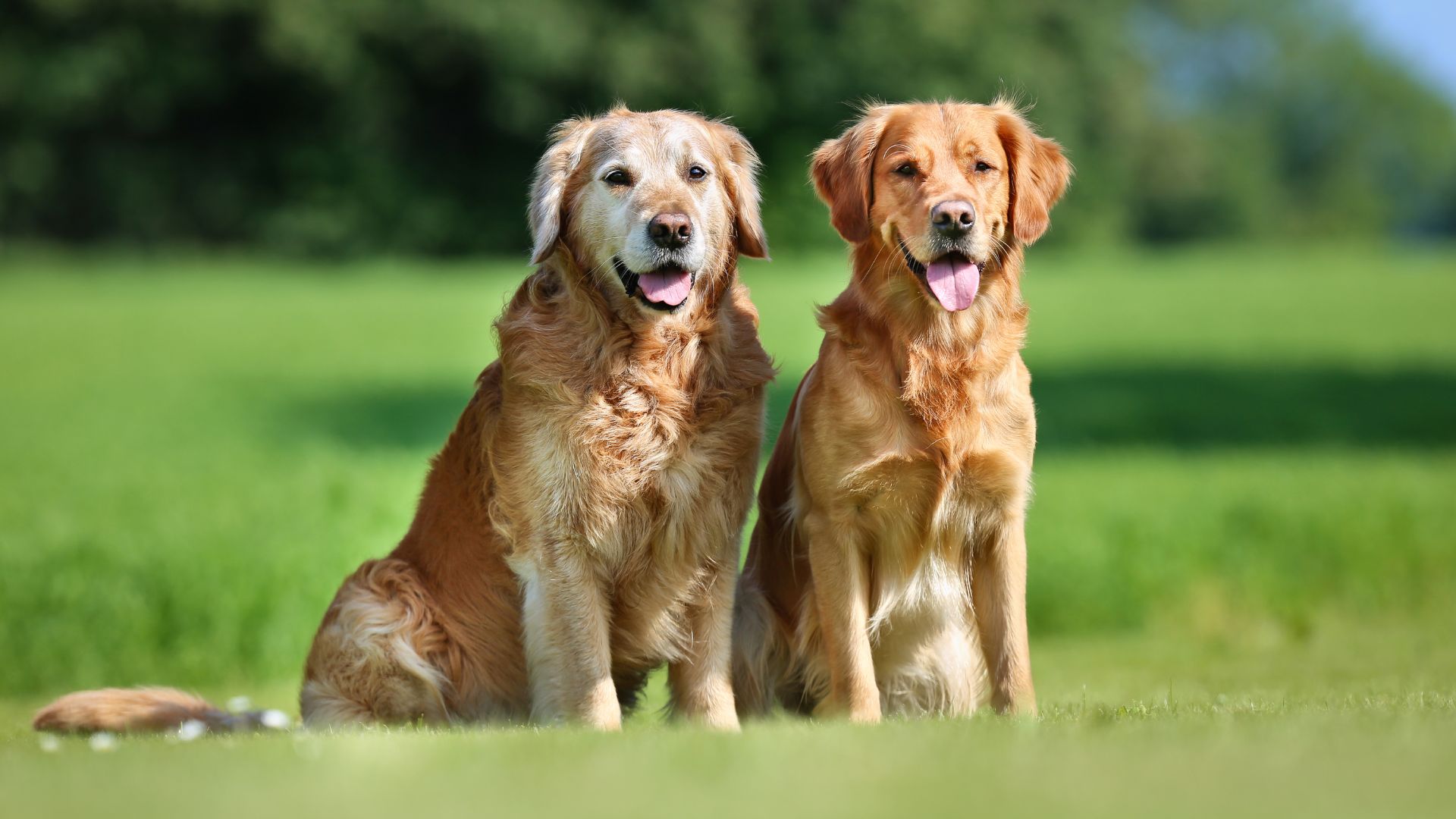 7 Most Popular Dog Breeds In Massachusetts In 2024 - Tededer.com