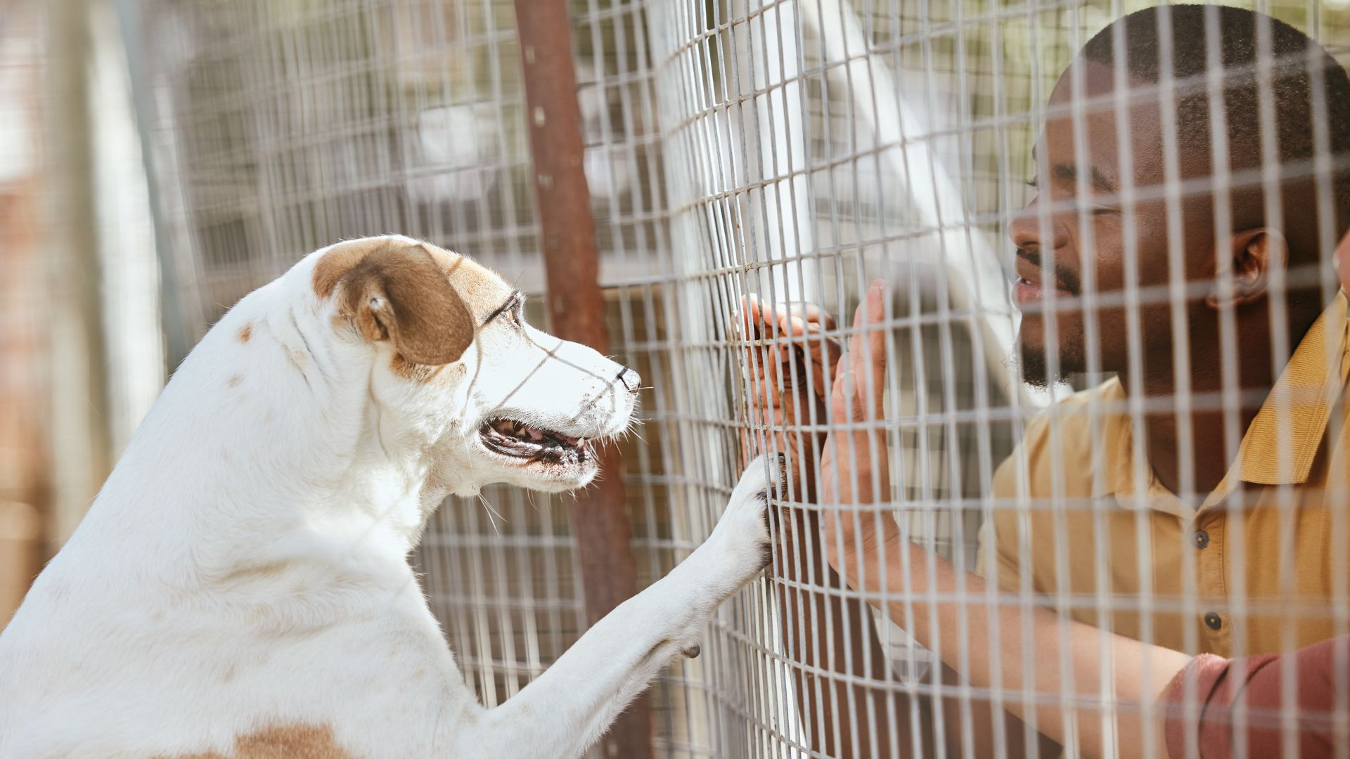 Pet Adoption Statistics & Facts To Know In 2024