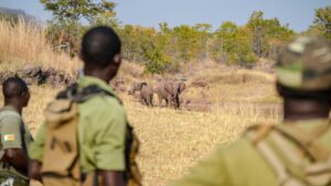 Poaching Statistics 2025 – Global Facts, Trends & Impact