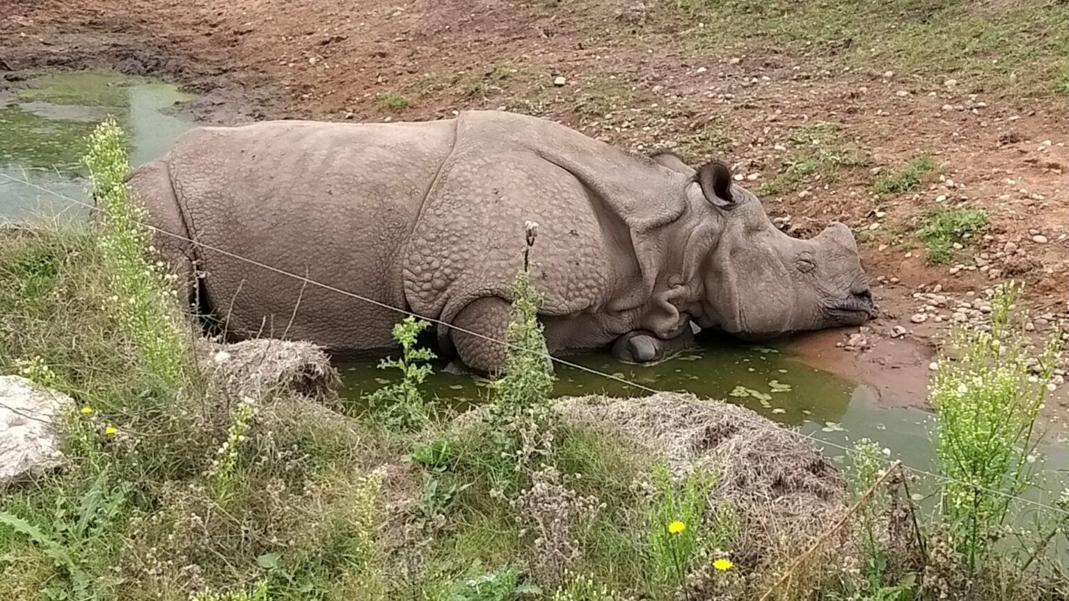 Poaching Statistics 2025 – Global Facts, Trends & Impact