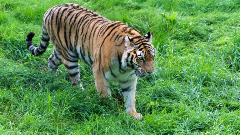 Poaching Statistics 2025 – Global Facts, Trends & Impact