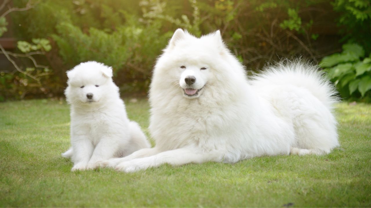 9 Most Photogenic Dog Breeds That Everyone Loves - Tededer.com